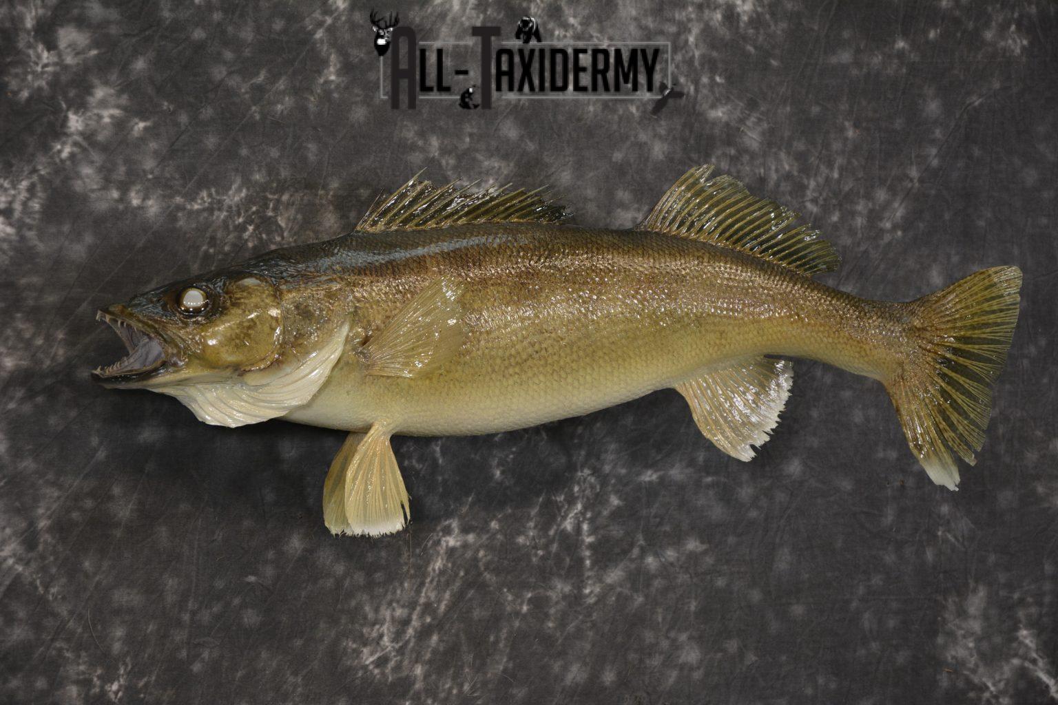 24" Walleye taxidermy skin mount for sale SKU 2099 - All Taxidermy