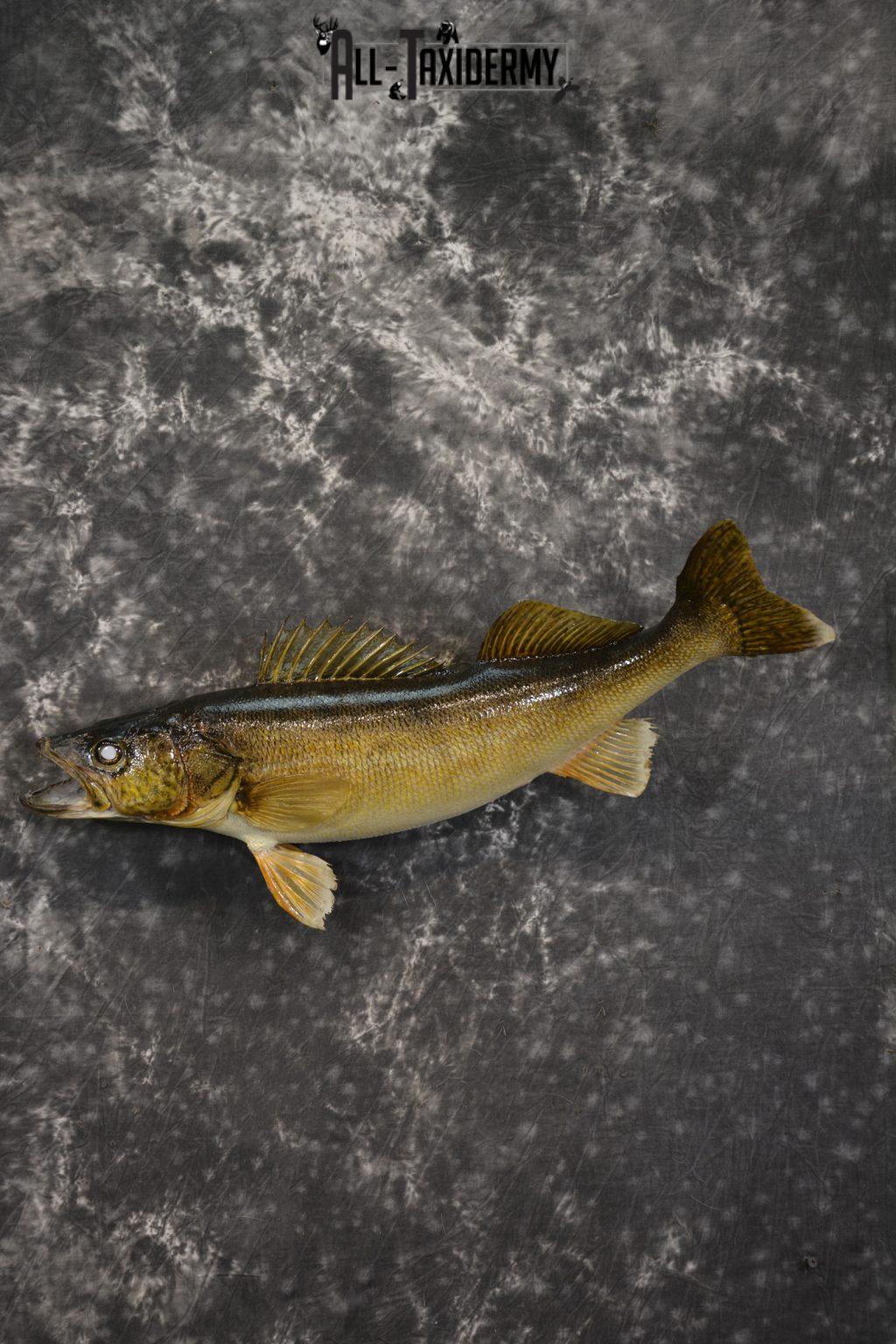 28" Walleye taxidermy fish mount for sale SKU 2098 - All Taxidermy