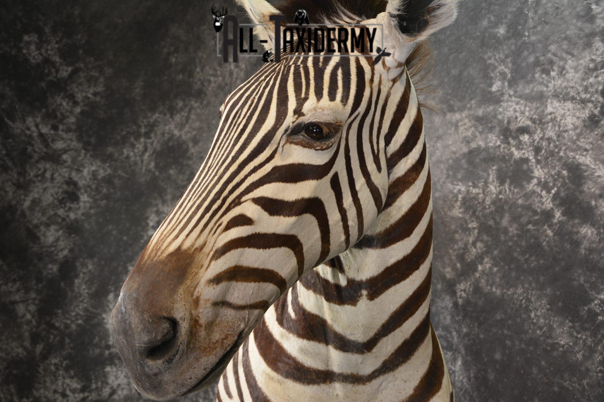 African Zebra pedestal taxidermy shoulder mount for sale SKU 2110 - All ...