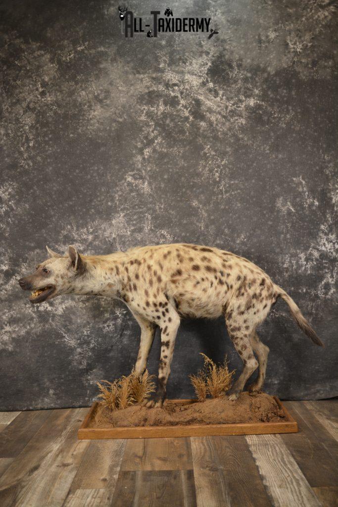 XL African Spotted full body Hyena taxidermy mount for sale SKU 2124 ...