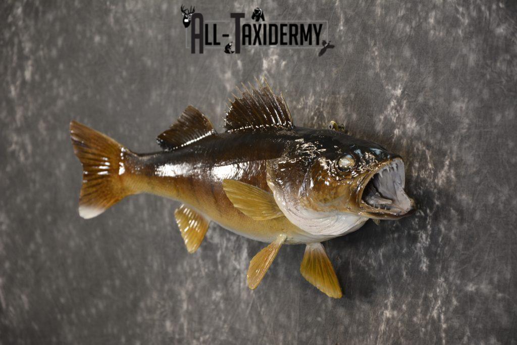 24" Walleye taxidermy fish mount for sale SKU 2129 - All Taxidermy
