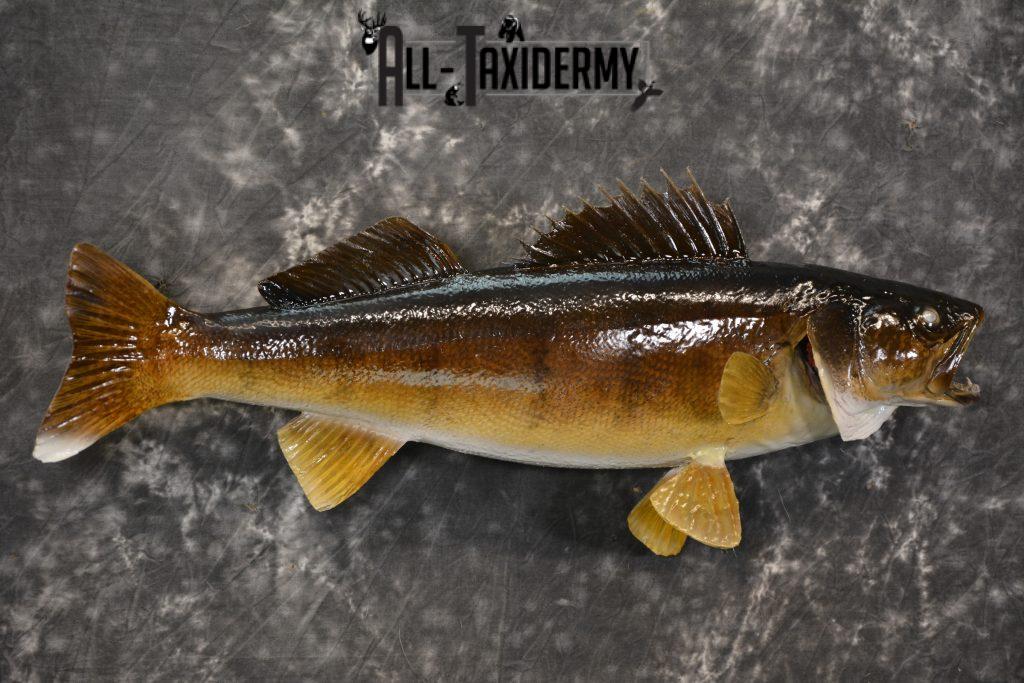 24" Walleye taxidermy fish mount for sale SKU 2129 - All Taxidermy
