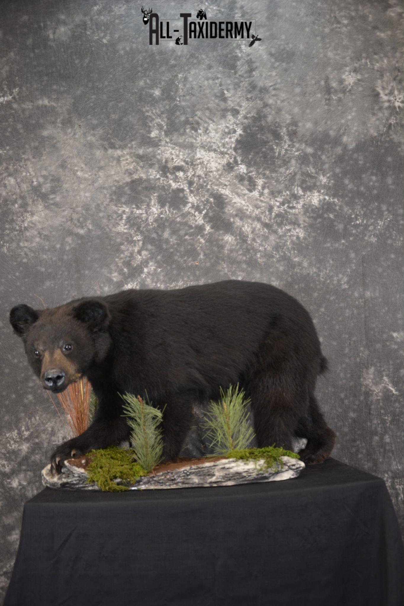 Black Bear Taxidermy Mounts - All Taxidermy