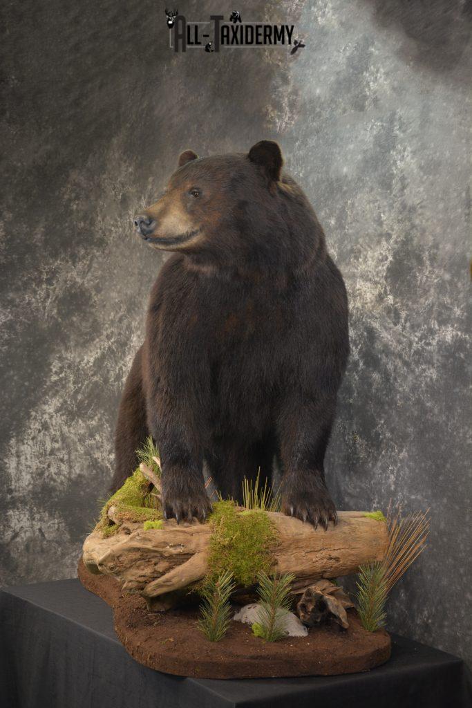 Full Body Black Bear taxidermy mount for sale SKU 2135