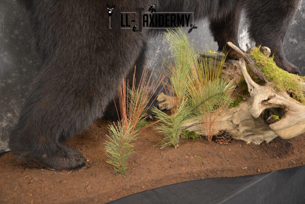 Full Body Black Bear taxidermy mount for sale SKU 2135 - All Taxidermy