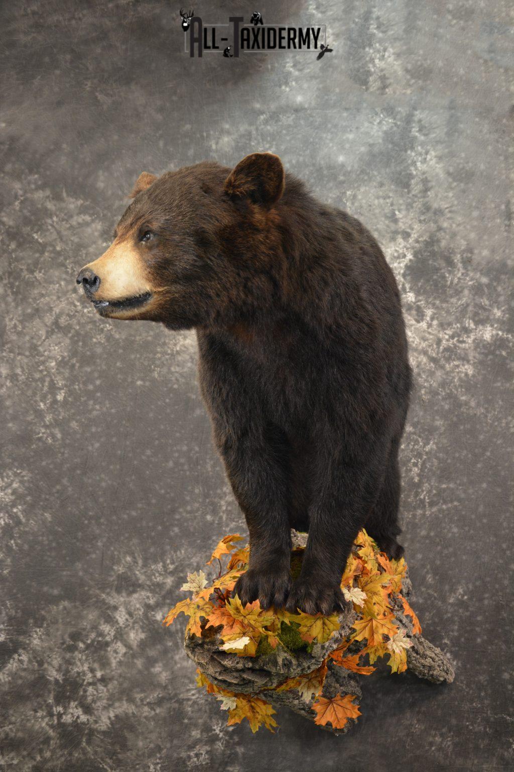 5 Popular Ways to Pose Your Bear Mounts
