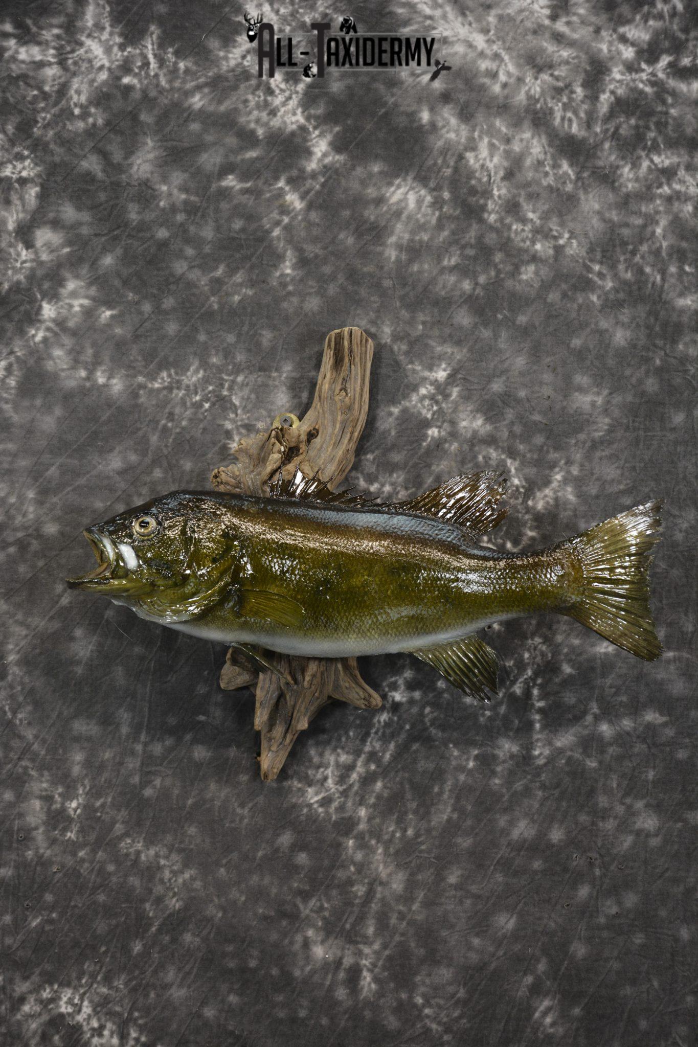Fish Taxidermy - All Taxidermy