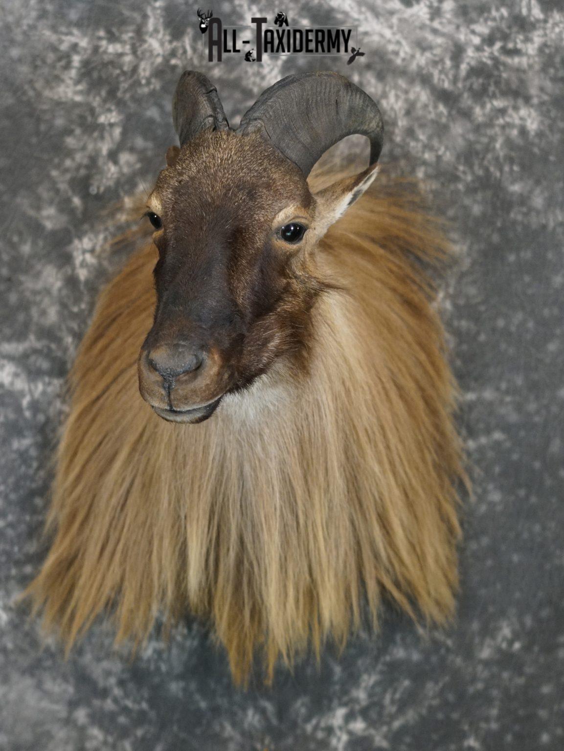 Himalayan Tahr Taxidermy Shoulder Mount SKU 2212 - All Taxidermy