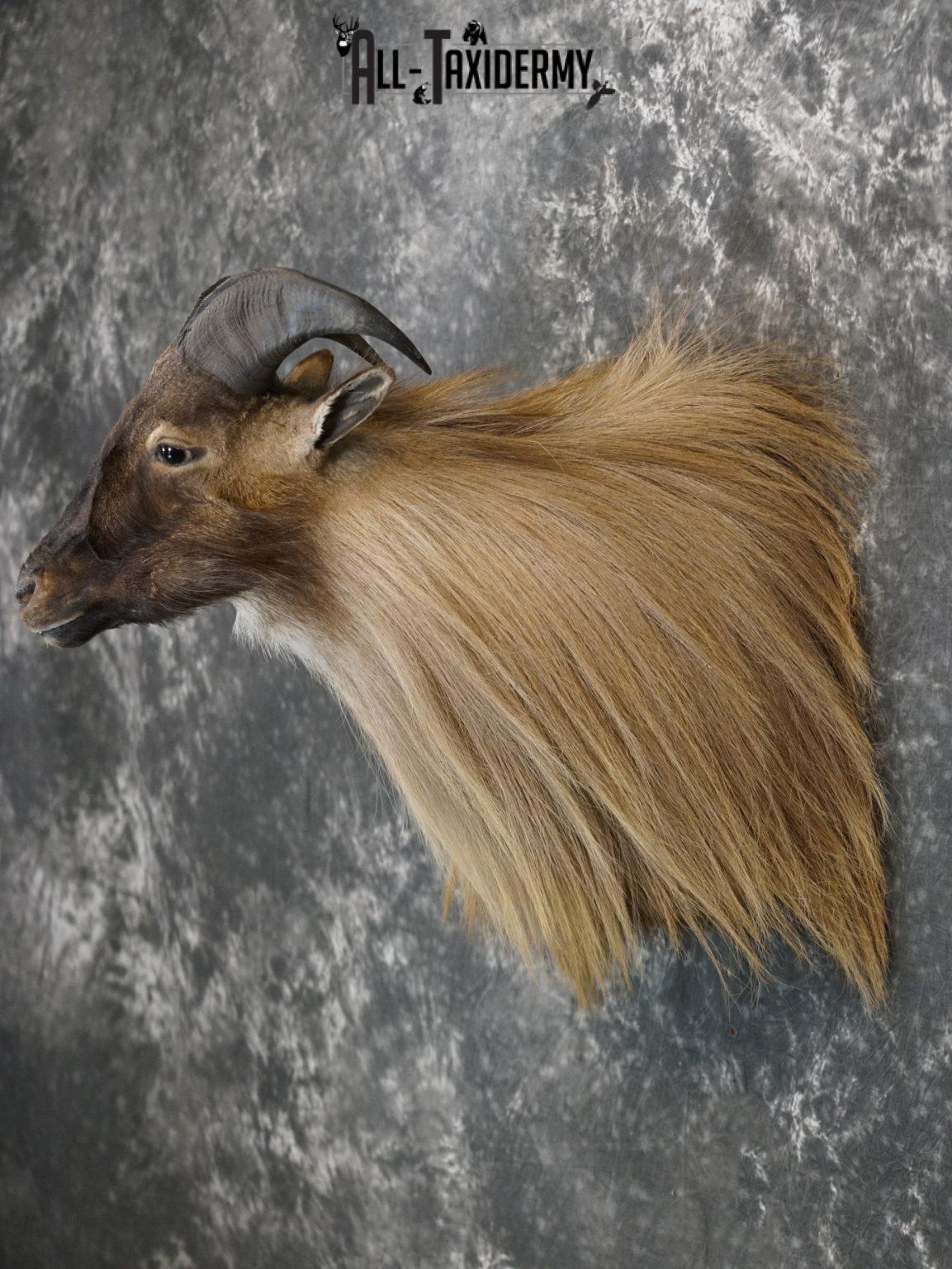 Himalayan Tahr Taxidermy Shoulder Mount SKU 2212 - All Taxidermy