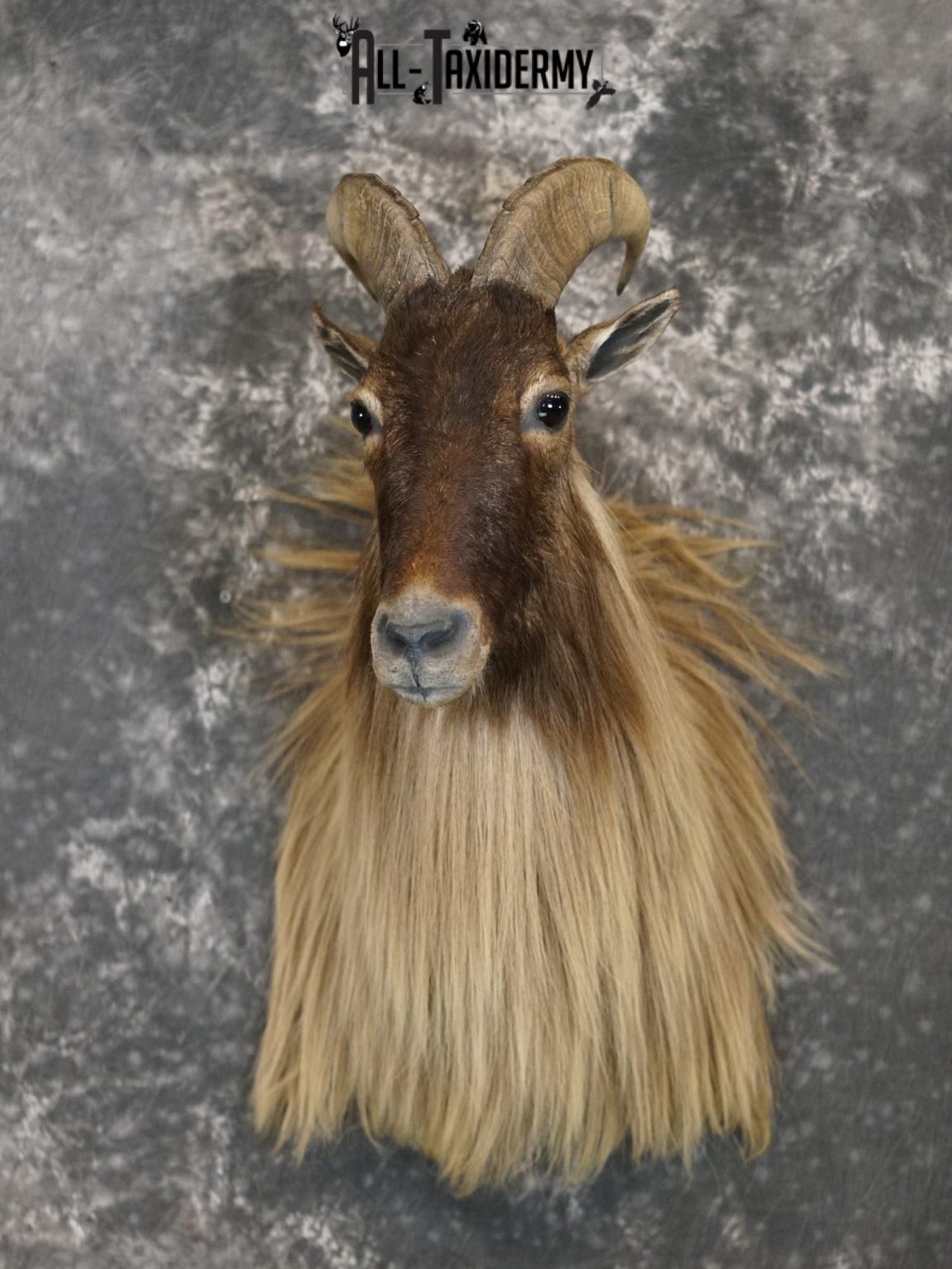 Himalayan Tahr Taxidermy Shoulder Mount for sale SKU 2211 - All Taxidermy