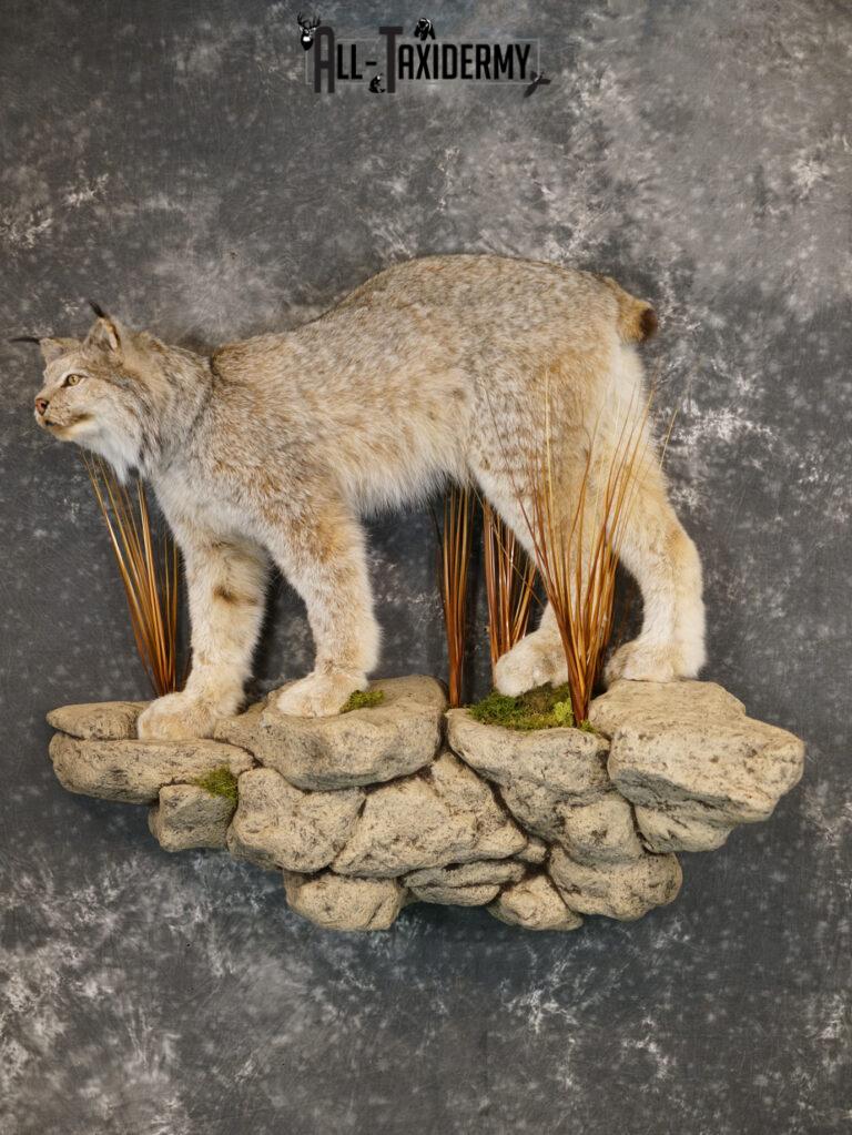 Lynx full body taxidermy mount for sale SKU 2133 - All Taxidermy