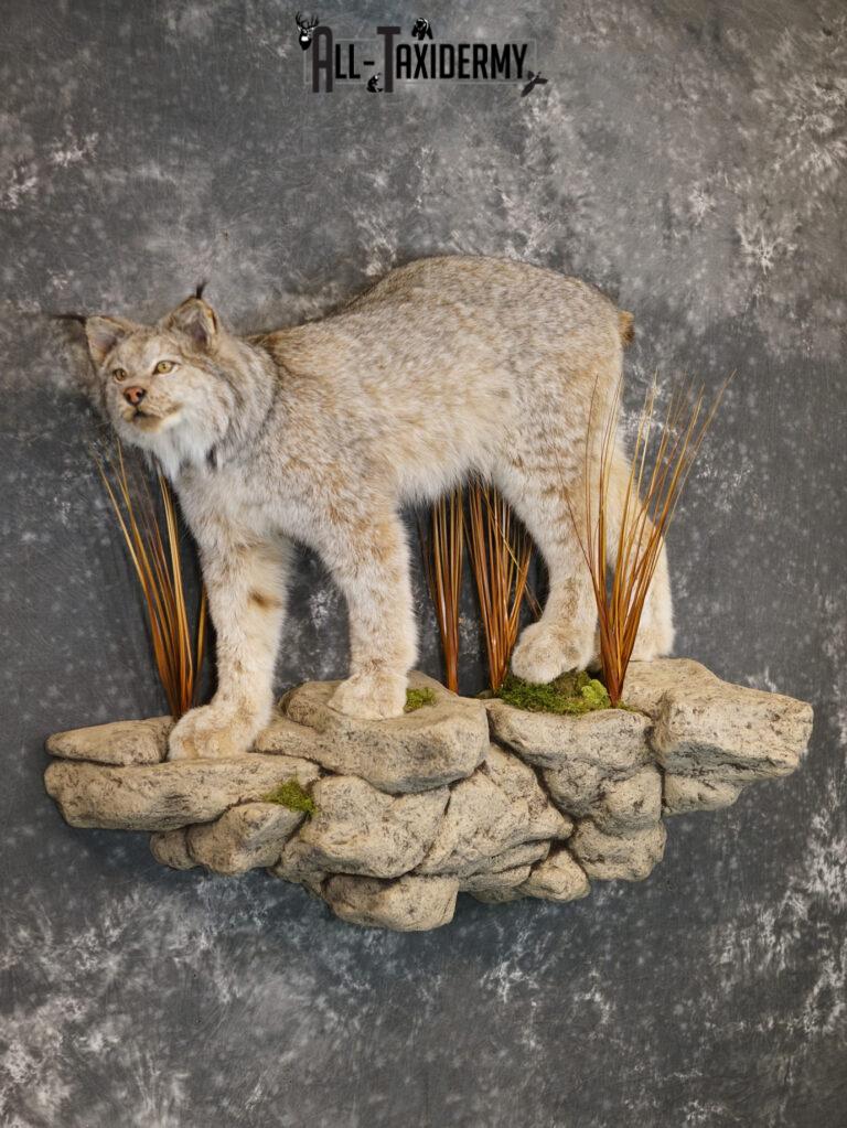 Lynx full body taxidermy mount for sale SKU 2133 - All Taxidermy