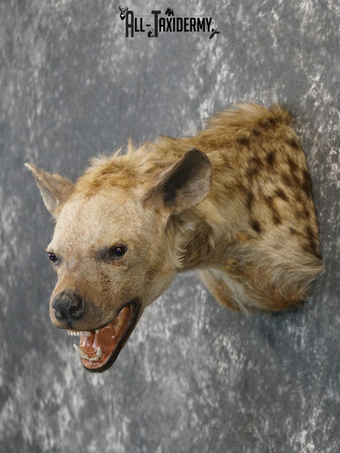 African Spotted Hyena Taxidermy Shoulder Mount for sale SKU 2206