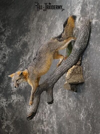 Full body grey fox taxidermy mount SKU 2275 - All Taxidermy