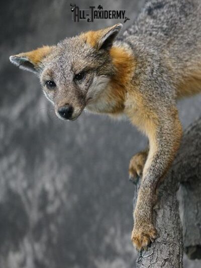 Full body grey fox taxidermy mount SKU 2275 - All Taxidermy
