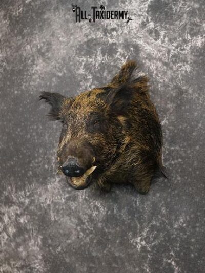 Russian Boar Taxidermy Shoulder Mount SKU 2279 - All Taxidermy