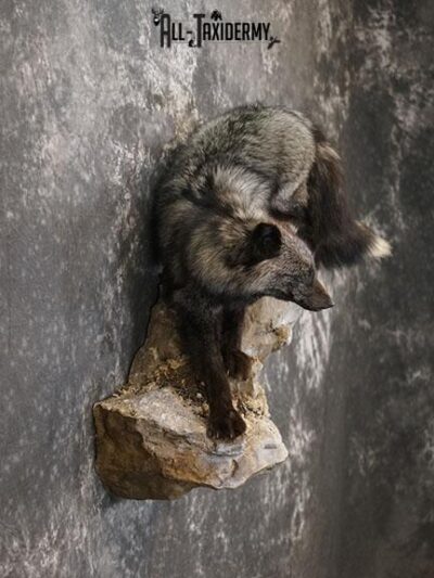 Silver fox taxidermy mount SKU 2266 - All Taxidermy