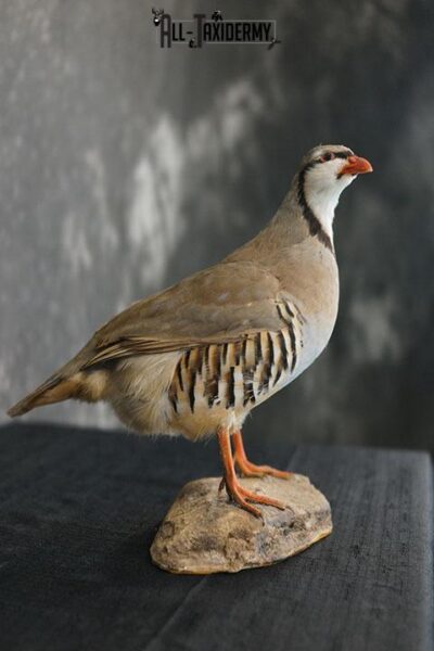 Chukar Partridge taxidermy mount SKU 2299 - All Taxidermy