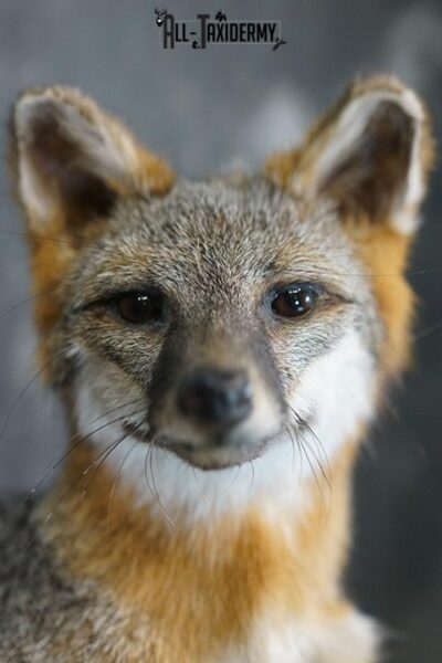 Full body gray fox taxidermy mount SKU 2332 - All Taxidermy