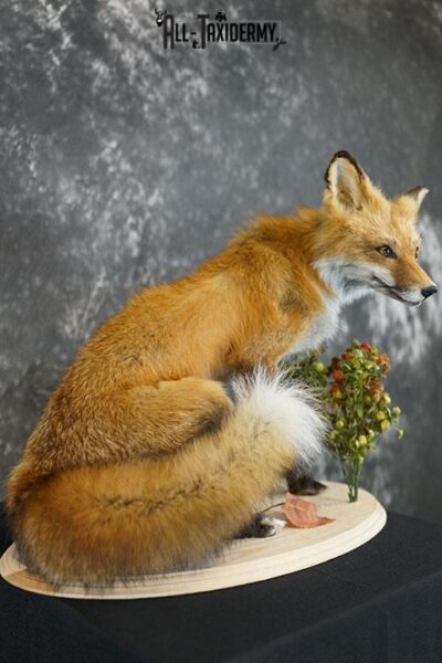 Red fox taxidermy mount SKU 2326 - All Taxidermy