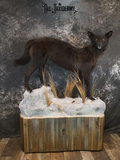 Full body Black Wolf taxidermy mount SKU 2400 - All Taxidermy