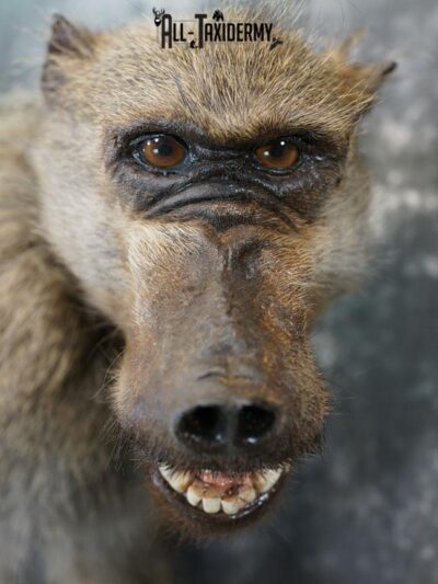 African Chacma Full body Baboon taxidermy mount SKU 2370 - All Taxidermy