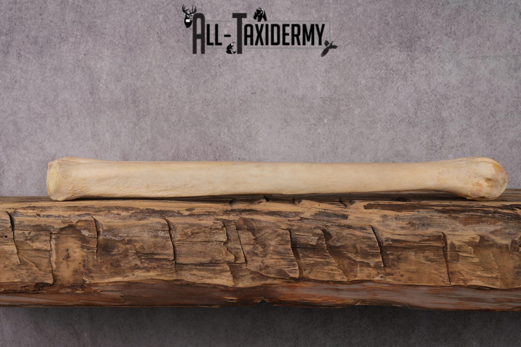 African Giraffe Leg Bone SKU 2430 - All Taxidermy