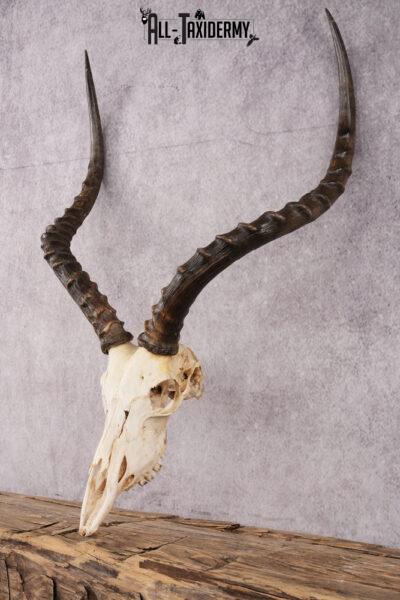 African Impala taxidermy skull SKU 2514 - All Taxidermy