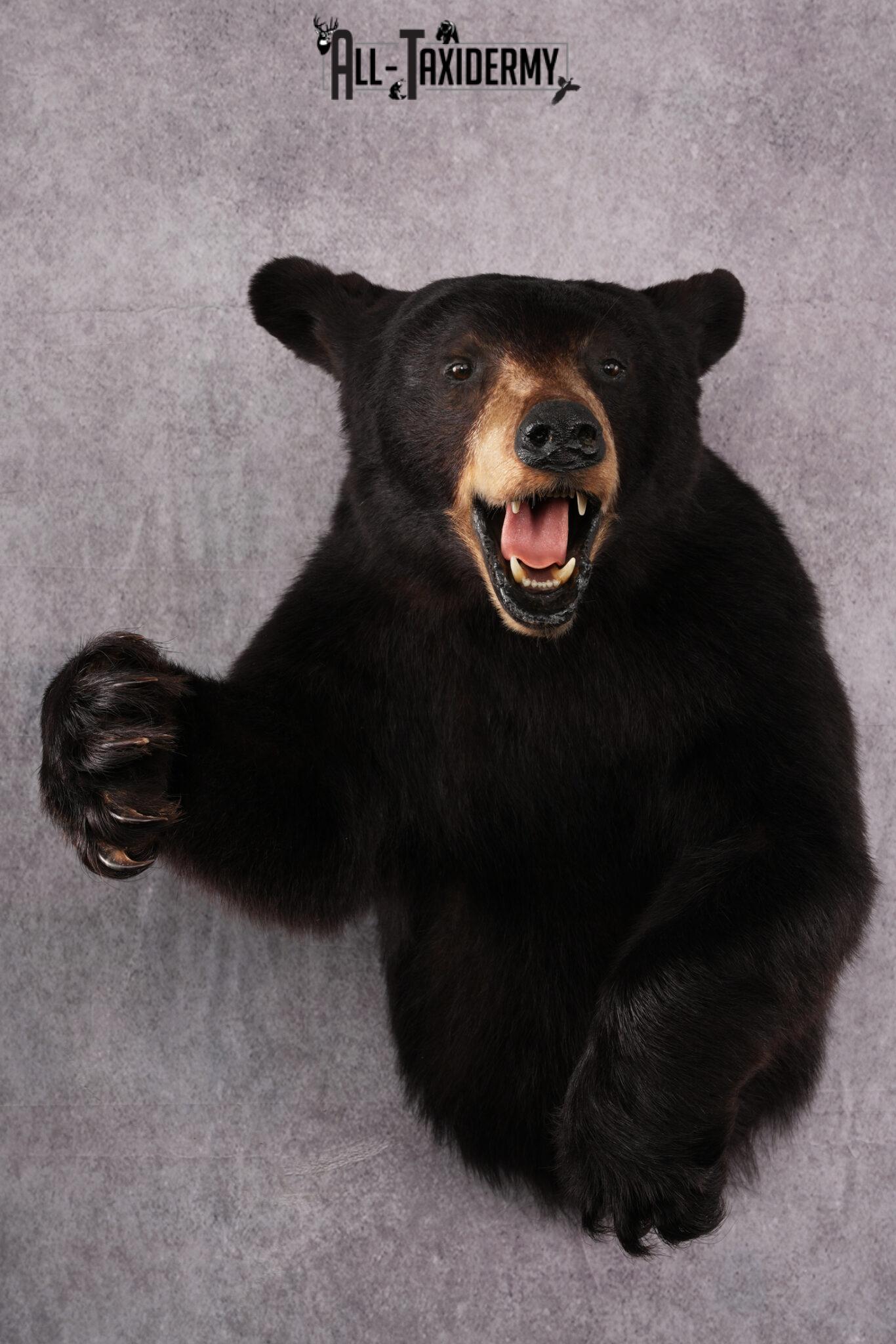 Black Bear Taxidermy Mounts - All Taxidermy