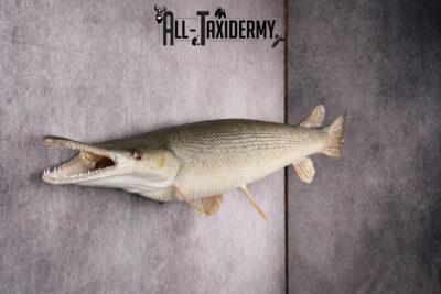 XL Alligator Gar taxidermy mount SKU 2505 - All Taxidermy