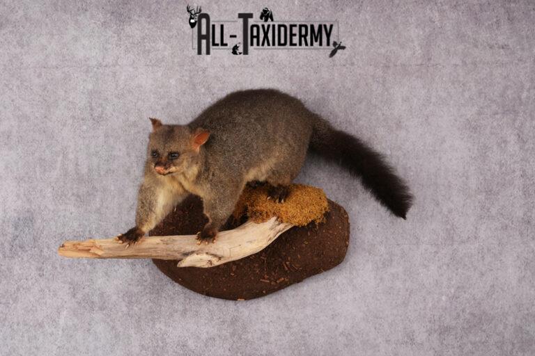 New Zealand possum taxidermy mount SKU 2529 - All Taxidermy