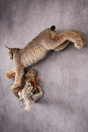Lynx taxidermy mount SKU 2564 - All Taxidermy