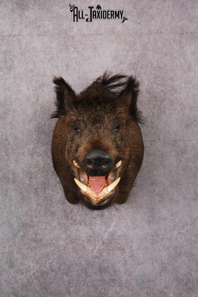 Wild Boar Taxidermy Mount SKU 2456 - All Taxidermy