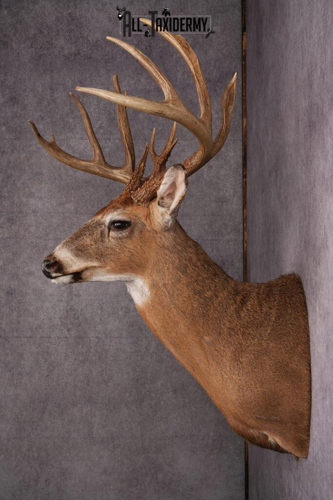 Whitetail deer taxidermy mount SKU 2563 - All Taxidermy