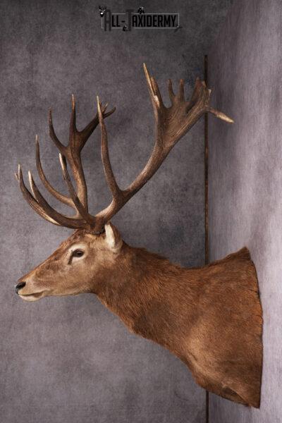 Red Stag Taxidermy mount SKU 2590 - All Taxidermy