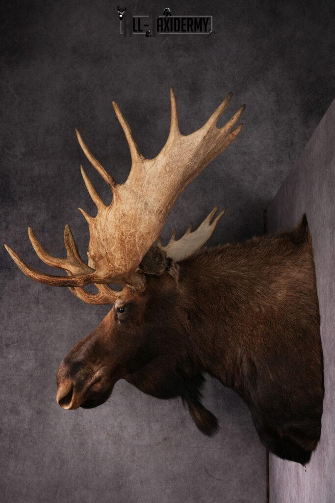 Canadian Moose taxidermy shoulder mount SKU 2516 - All Taxidermy