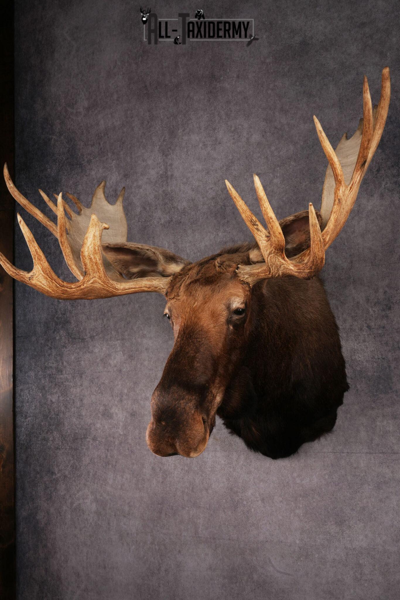 Canadian Moose taxidermy shoulder mount SKU 2516 - All Taxidermy