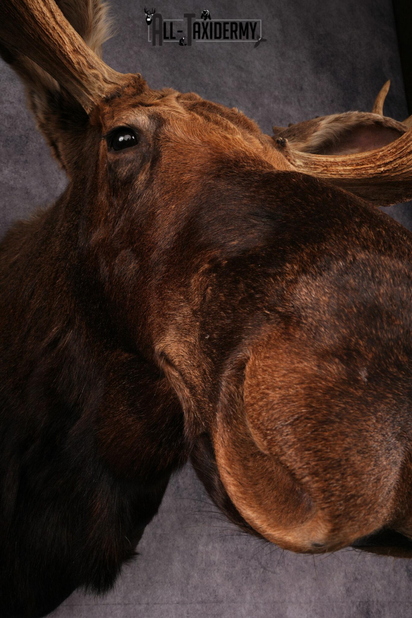 Canadian Moose taxidermy shoulder mount SKU 2516 - All Taxidermy
