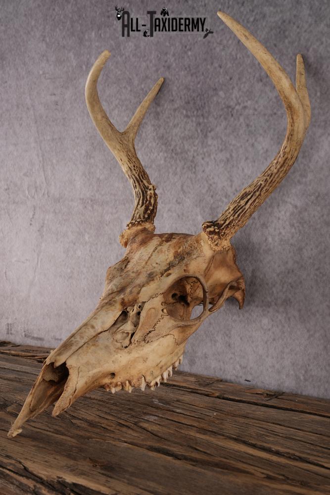 Whitetail Deer Skull SKU 2414 3 All Taxidermy Whitetail Deer Skull SKU 2414 3 All Taxidermy