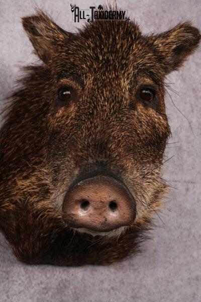 White Lipped Peccary taxidermy mount SKU 2586 - All Taxidermy