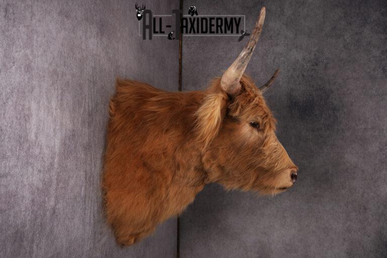 Scottish Highlander Steer Taxidermy Shoulder Mount SKU 2598 - All Taxidermy