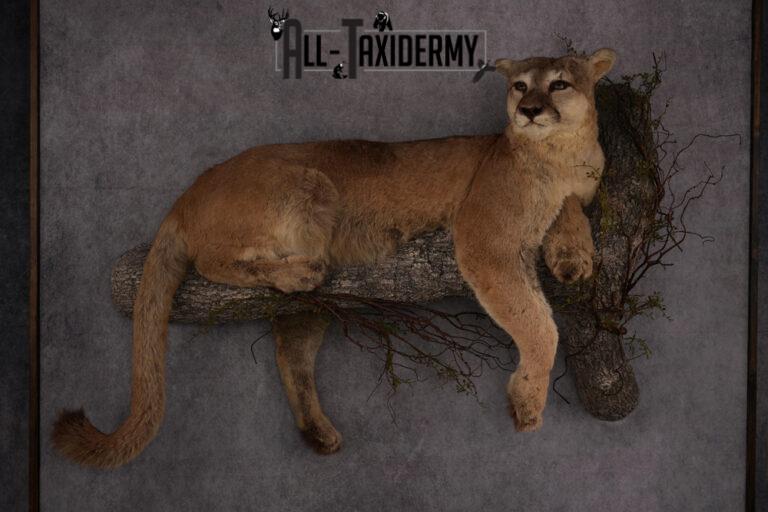 Mountain Lion taxidermy mount SKU 2585 - All Taxidermy