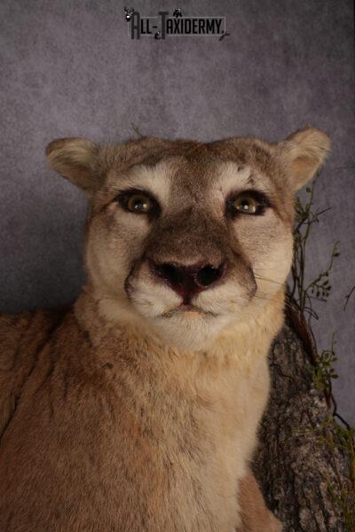 Mountain Lion taxidermy mount SKU 2585 - All Taxidermy