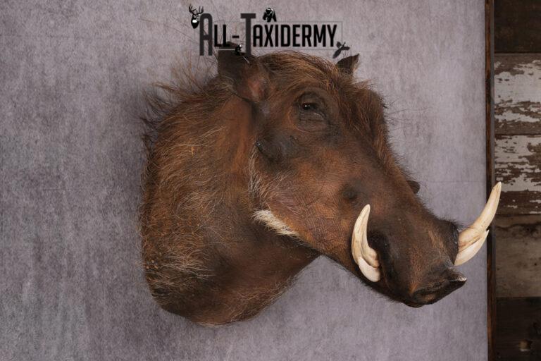 African Warthog taxidermy mount SKU 2532