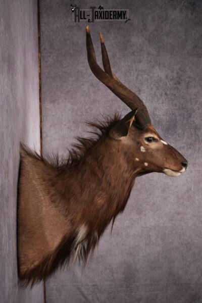 African Nyala taxidermy mount SKU 2561 - All Taxidermy