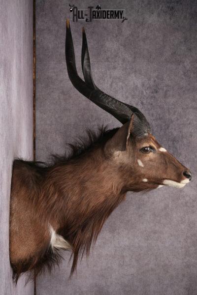 African Nyala taxidermy mount SKU 2560 - All Taxidermy