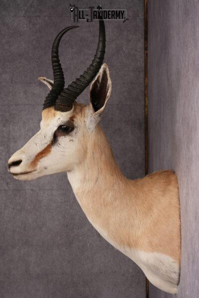 African Springbok taxidermy mount SKU 2531 - All Taxidermy
