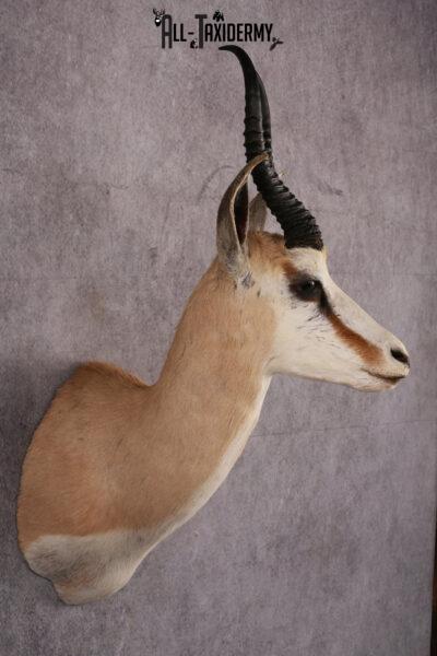 African Springbok taxidermy mount SKU 2531 - All Taxidermy