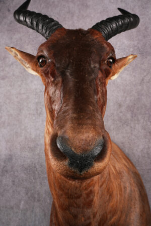 African Topi taxidermy mount SKU 2545 - All Taxidermy