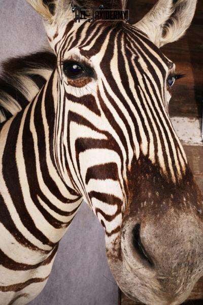 African Zebra taxidermy shoulder mount SKU 2510 - All Taxidermy